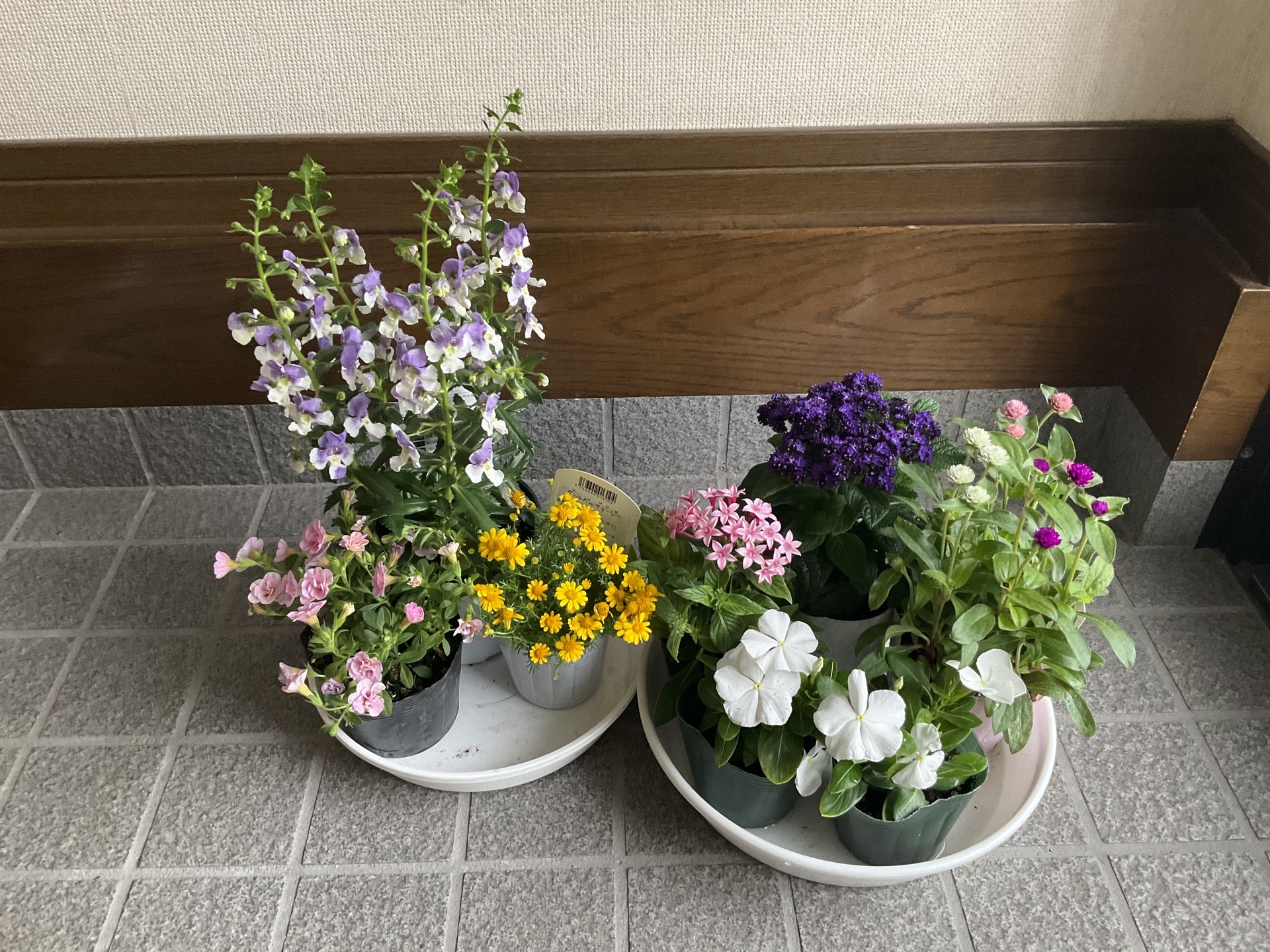 夏の寄せ植え: Chiechan's Style