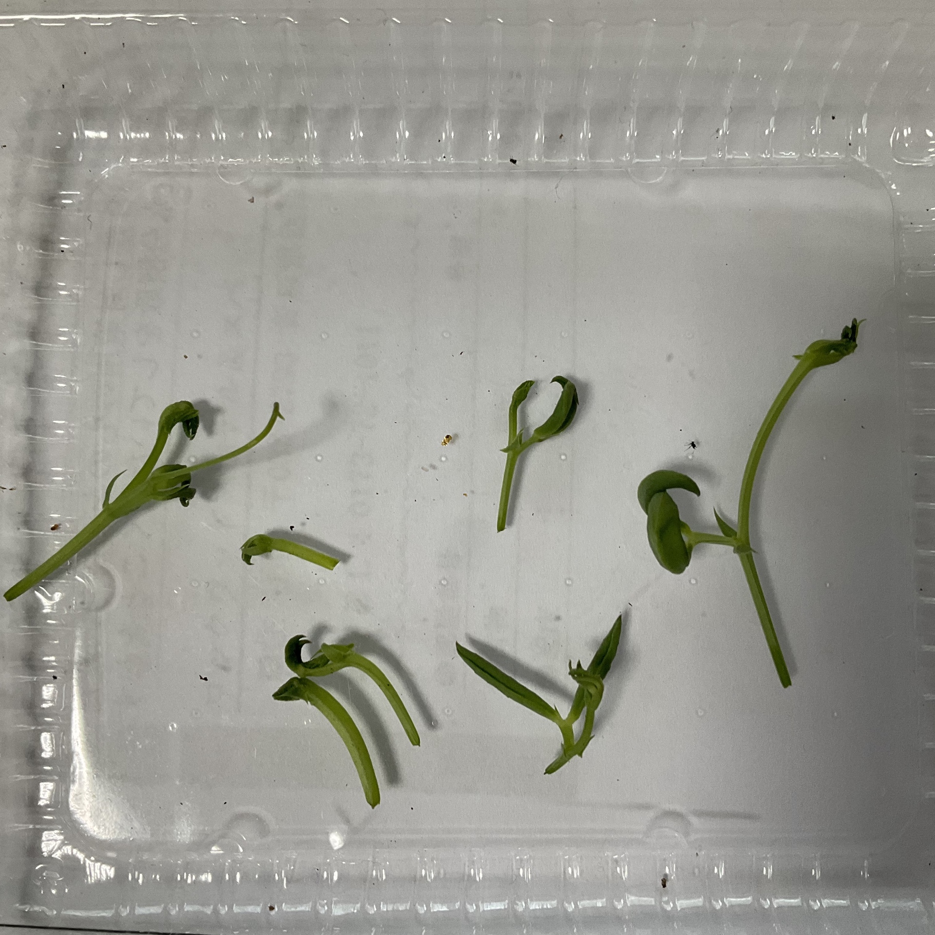 スイトピー定植: Chiechan's Style