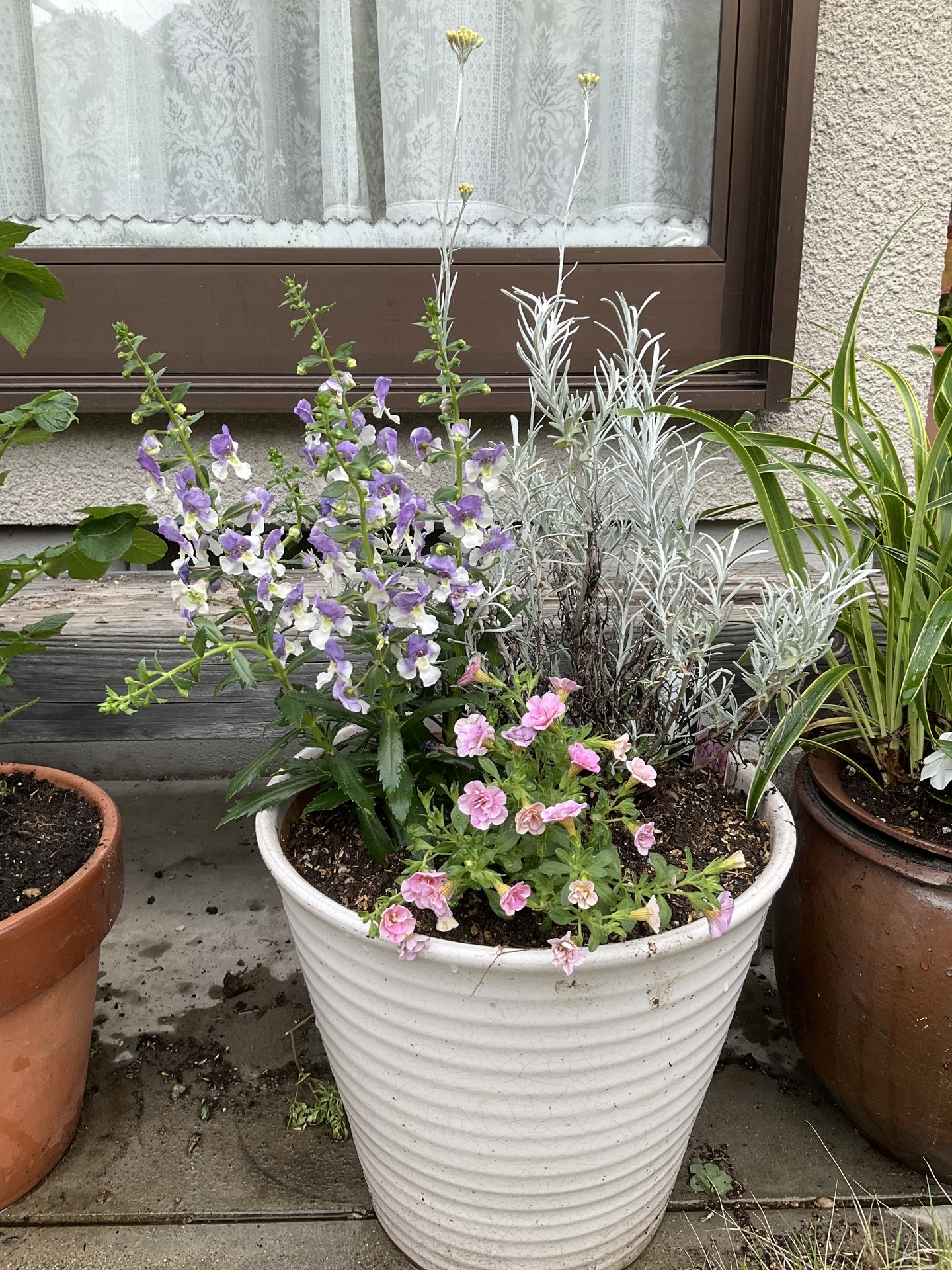 夏の寄せ植え: Chiechan's Style