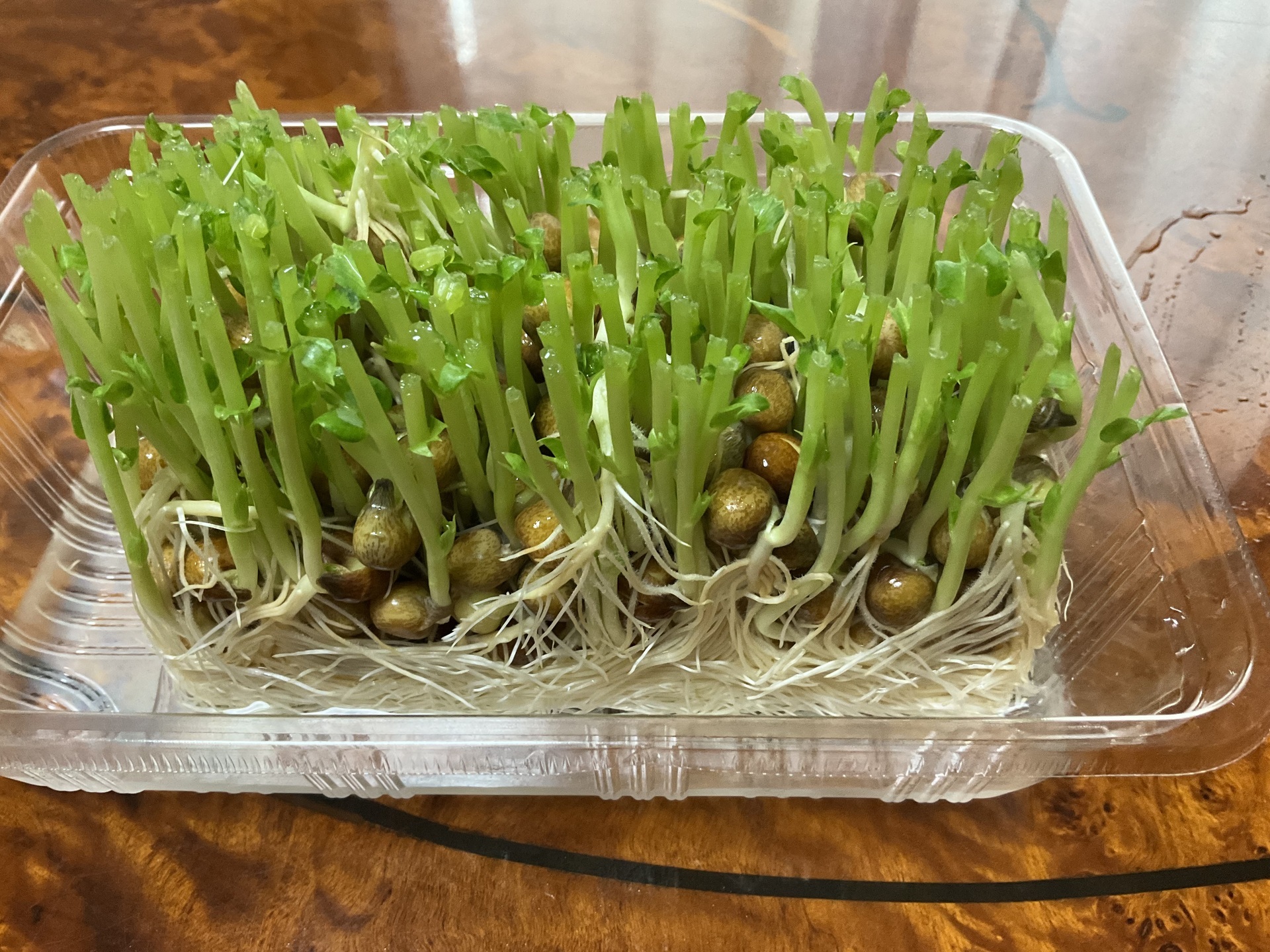 豆苗の再生: Chiechan's Style