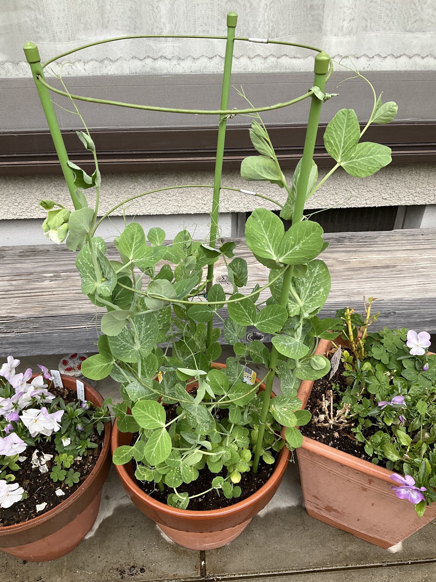 園芸: Chiechan's Style