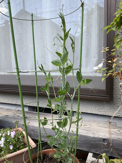 スイトピーその後: Chiechan's Style