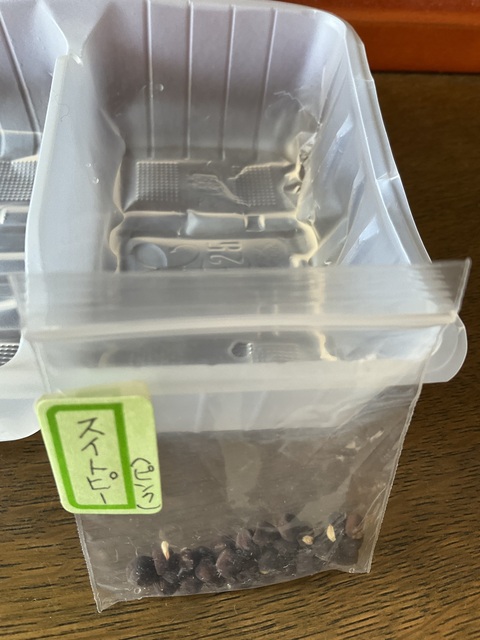 スイトピーの種が出てきた: Chiechan's Style