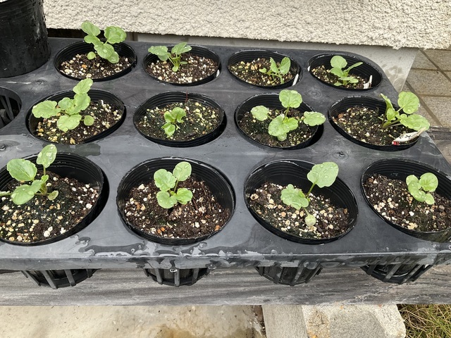 パンジー: Chiechan's Style