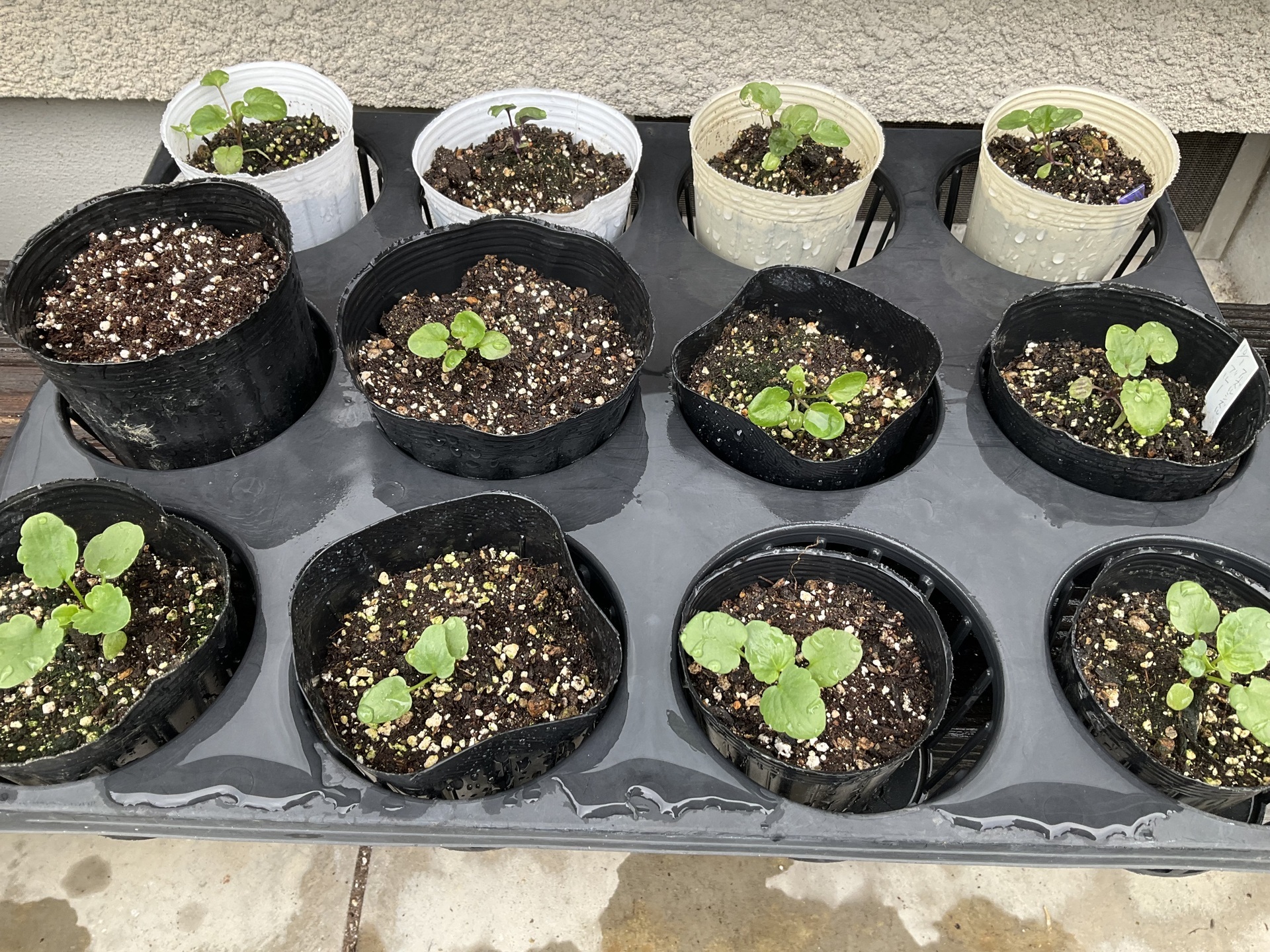 パンジー: Chiechan's Style