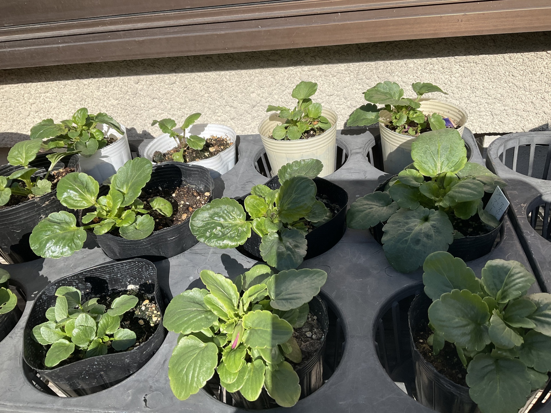 パンジーに蕾: Chiechan's Style